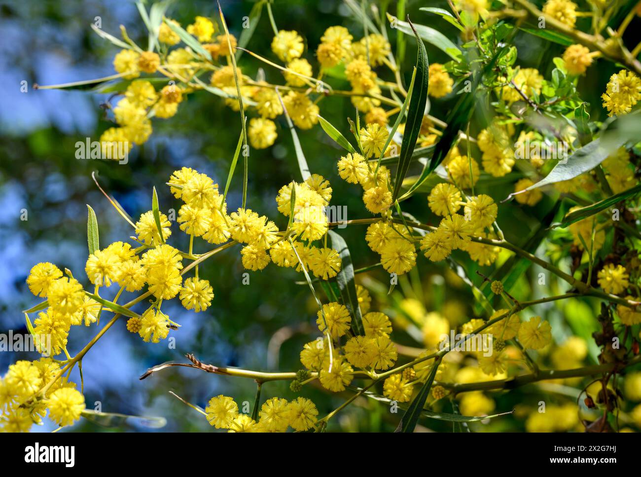 Port jackson willow acacia saligna hi-res stock photography and images ...