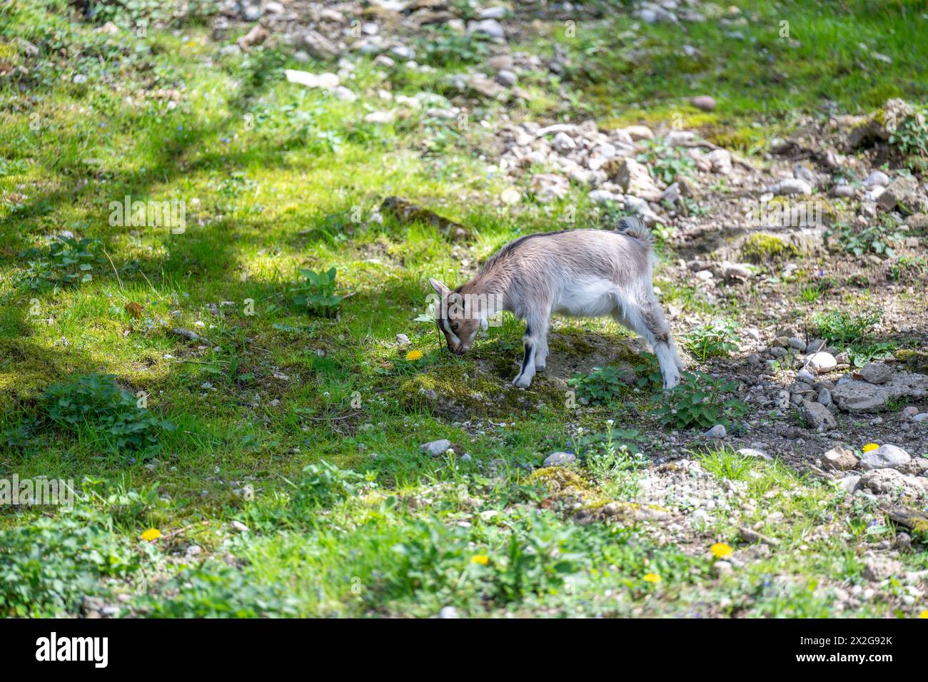 Old Goat with Young one Stock Photo - Alamy