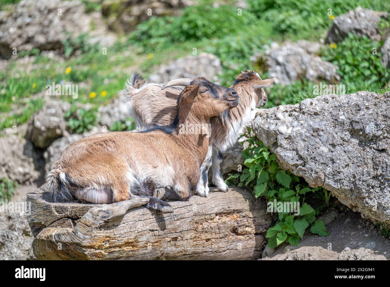 Old Goat with Young one Stock Photo - Alamy