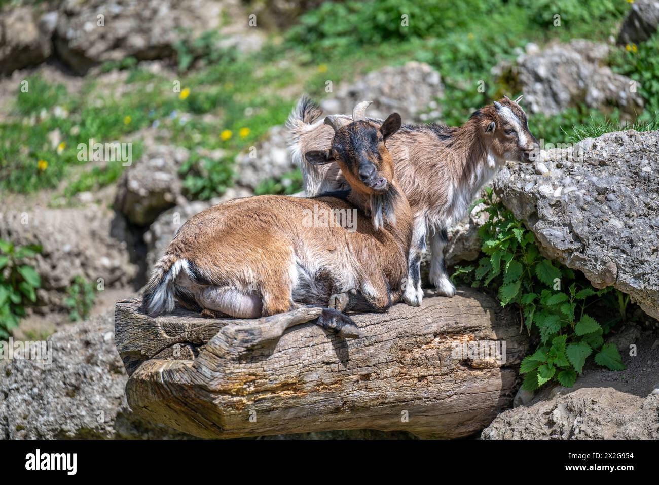 Old Goat with Young one Stock Photo - Alamy