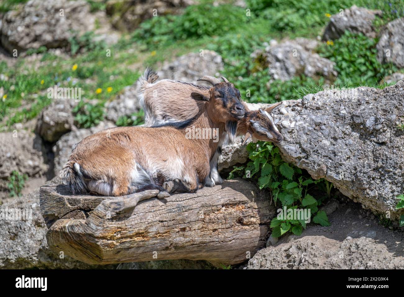 Old Goat with Young one Stock Photo - Alamy