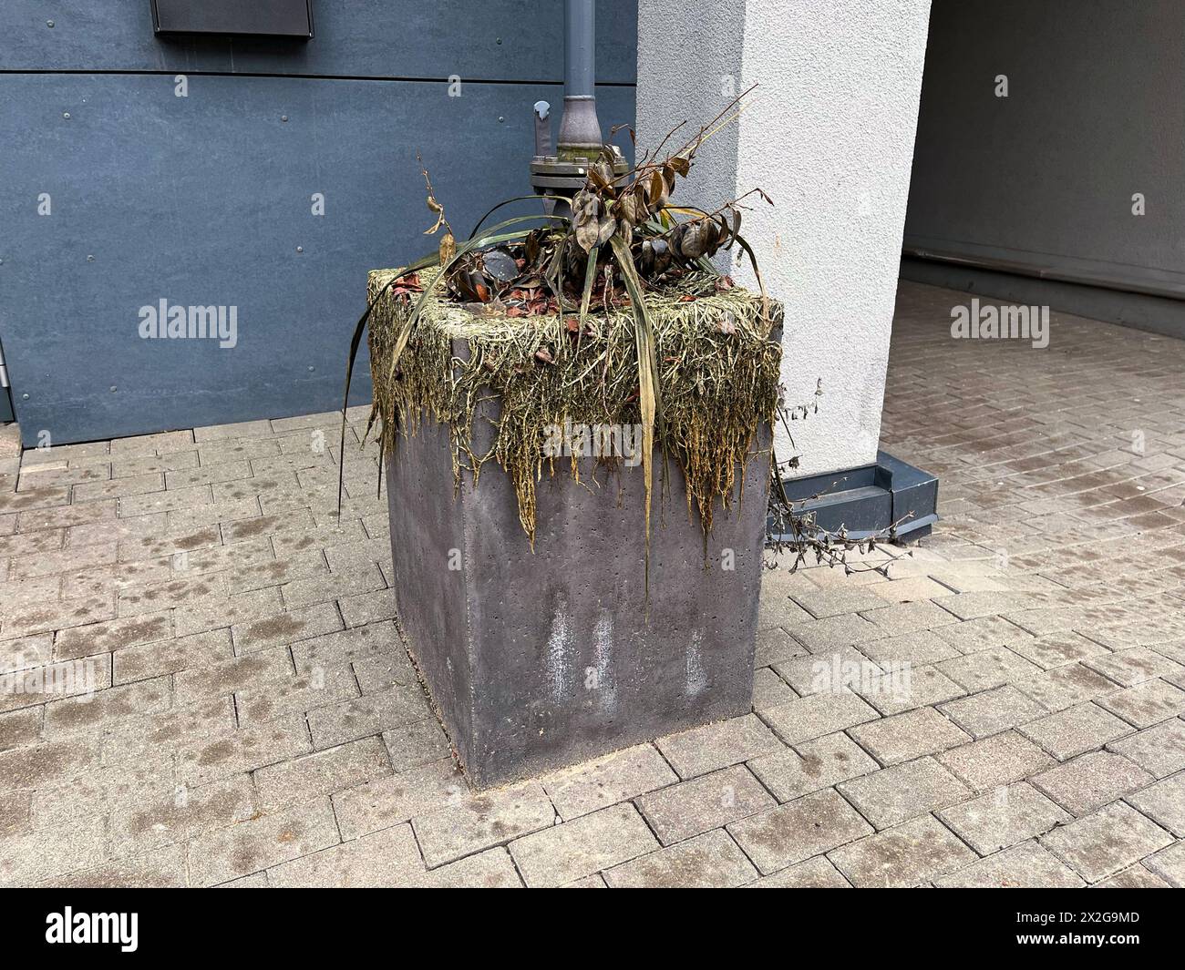 A concrete planter with dead plant inside is placed on an asphalt ...