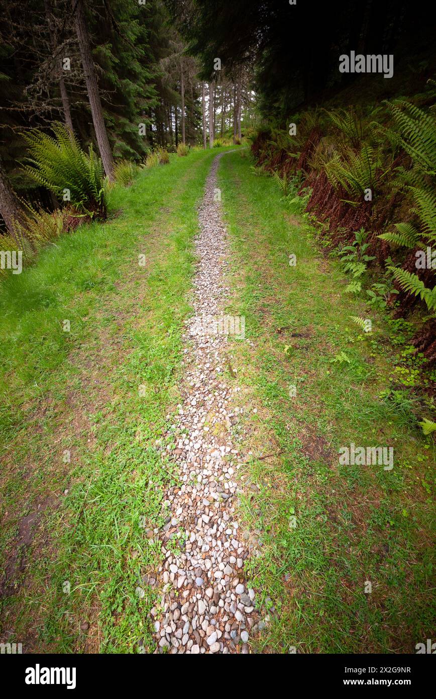 A footpath in the woodlands, Taynish National Nature Reserve ...