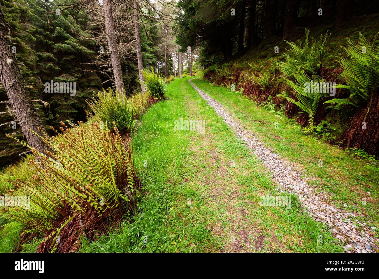 A footpath in the woodlands, Taynish National Nature Reserve ...