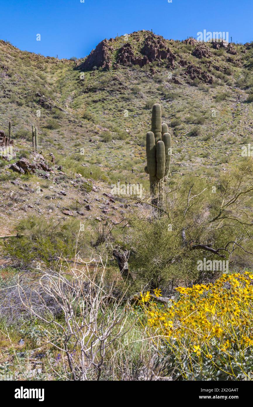 Wildflowers in bloom and saguaro cacti along the Piestewa Nature trail ...