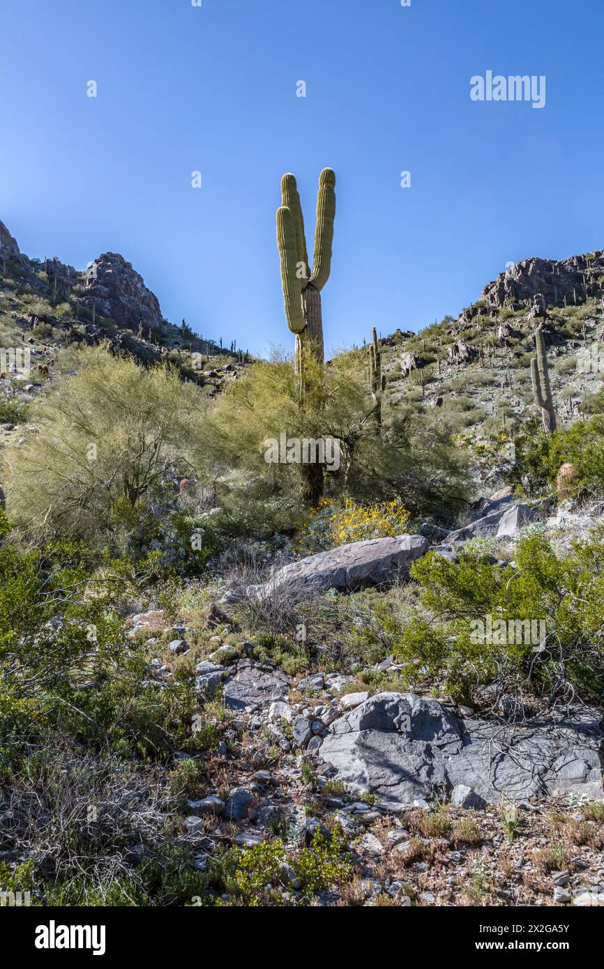 Wildflowers in bloom and saguaro cacti along the Piestewa Nature trail ...
