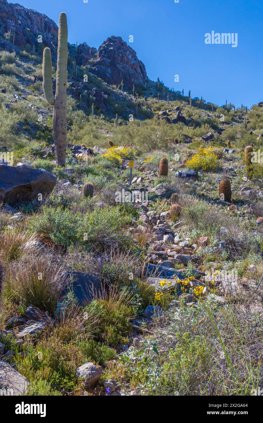 Wildflowers in bloom and saguaro cacti along the Piestewa Nature trail ...