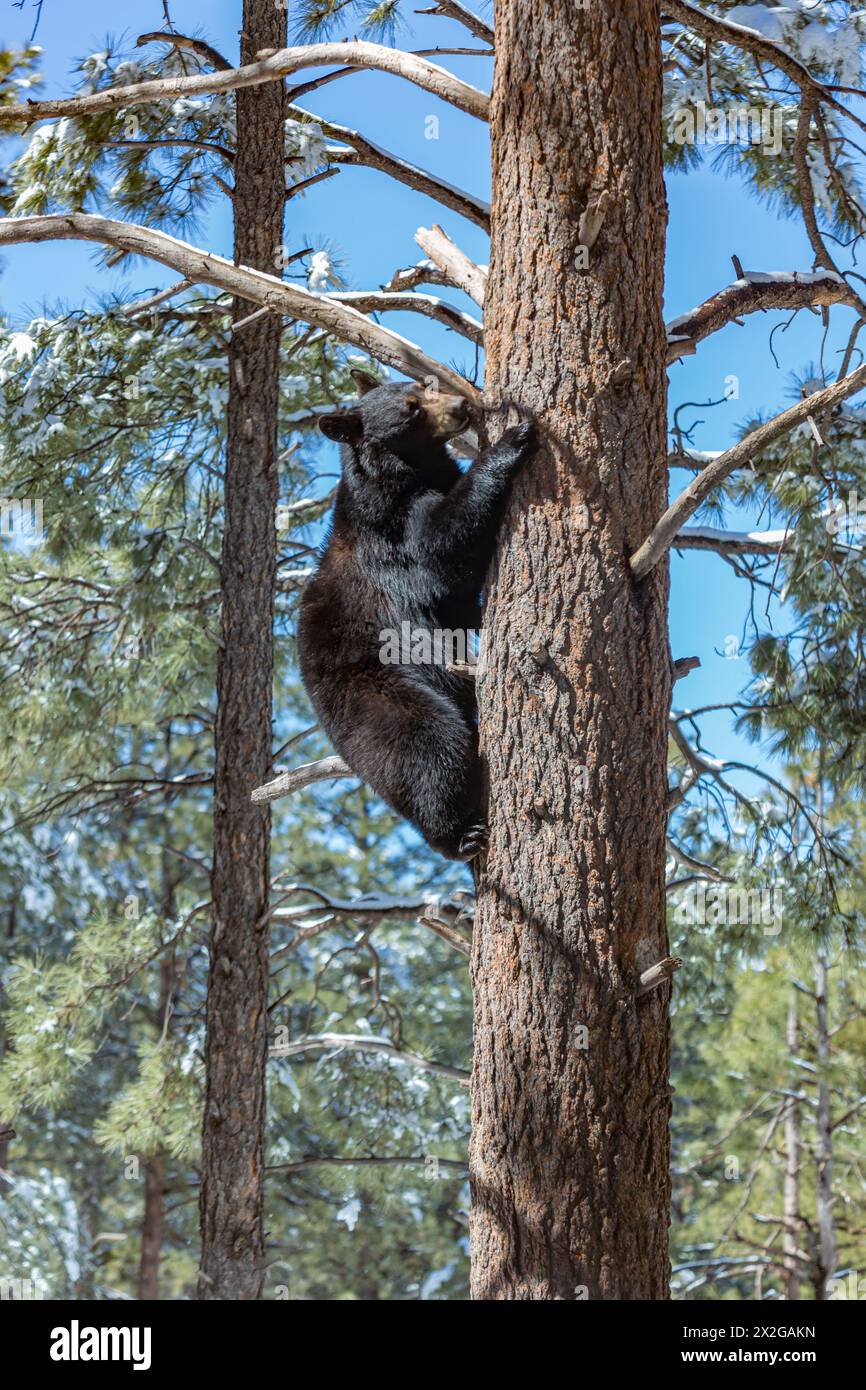 Black bear climbing in a tree at Bearizona drive-through Wildlife Park ...
