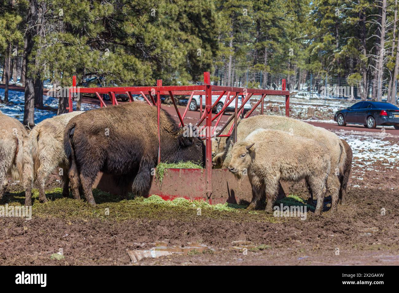 White Bison and American Bison (Bison bison) eating hay at Bearizona ...