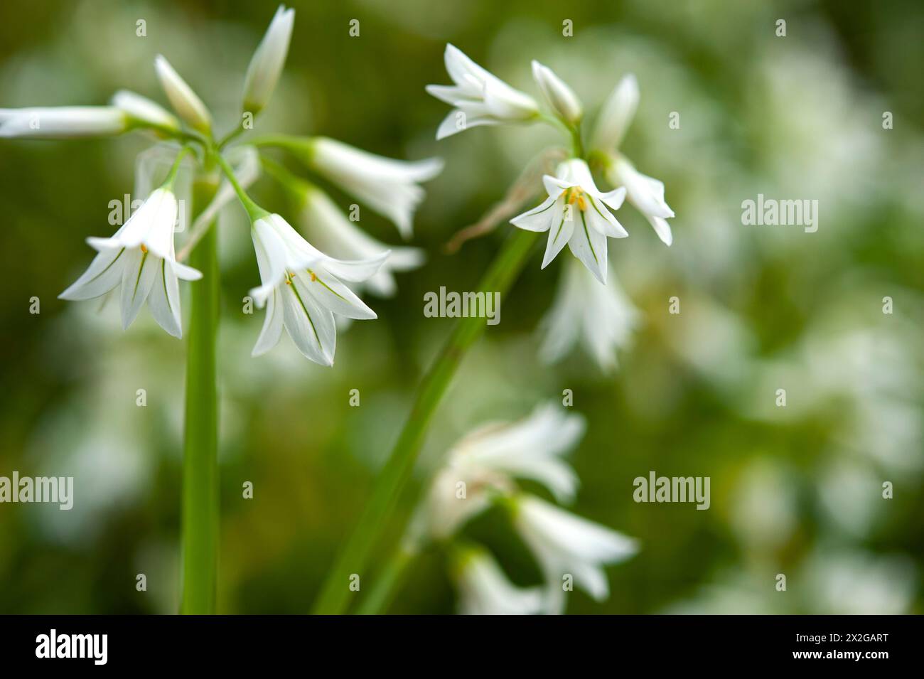 Allium triquetrum is a plant of the Amaryllidaceae family, widespread throughout the ...