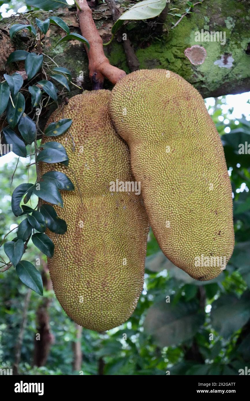 Leaves of jackfruit and durian hi-res stock photography and images - Alamy