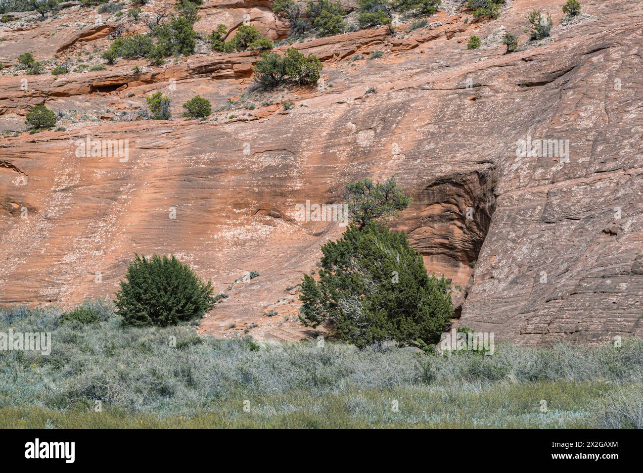 Shrubs growing in rock formation in Red Rock Park at Churchrock, New ...