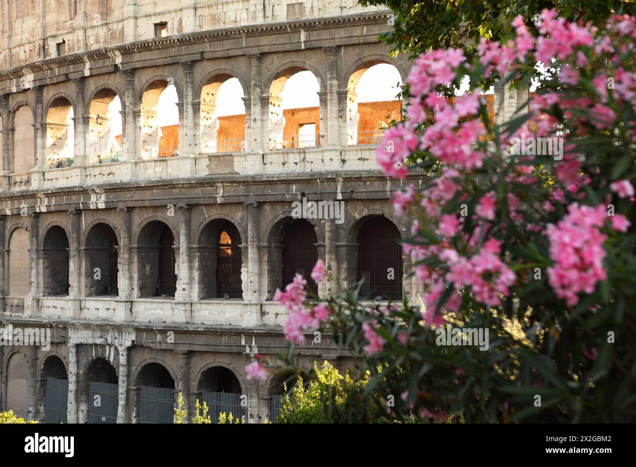 Ancient amphitheater Colosseum in Rome. shrub with pink flowers Stock ...