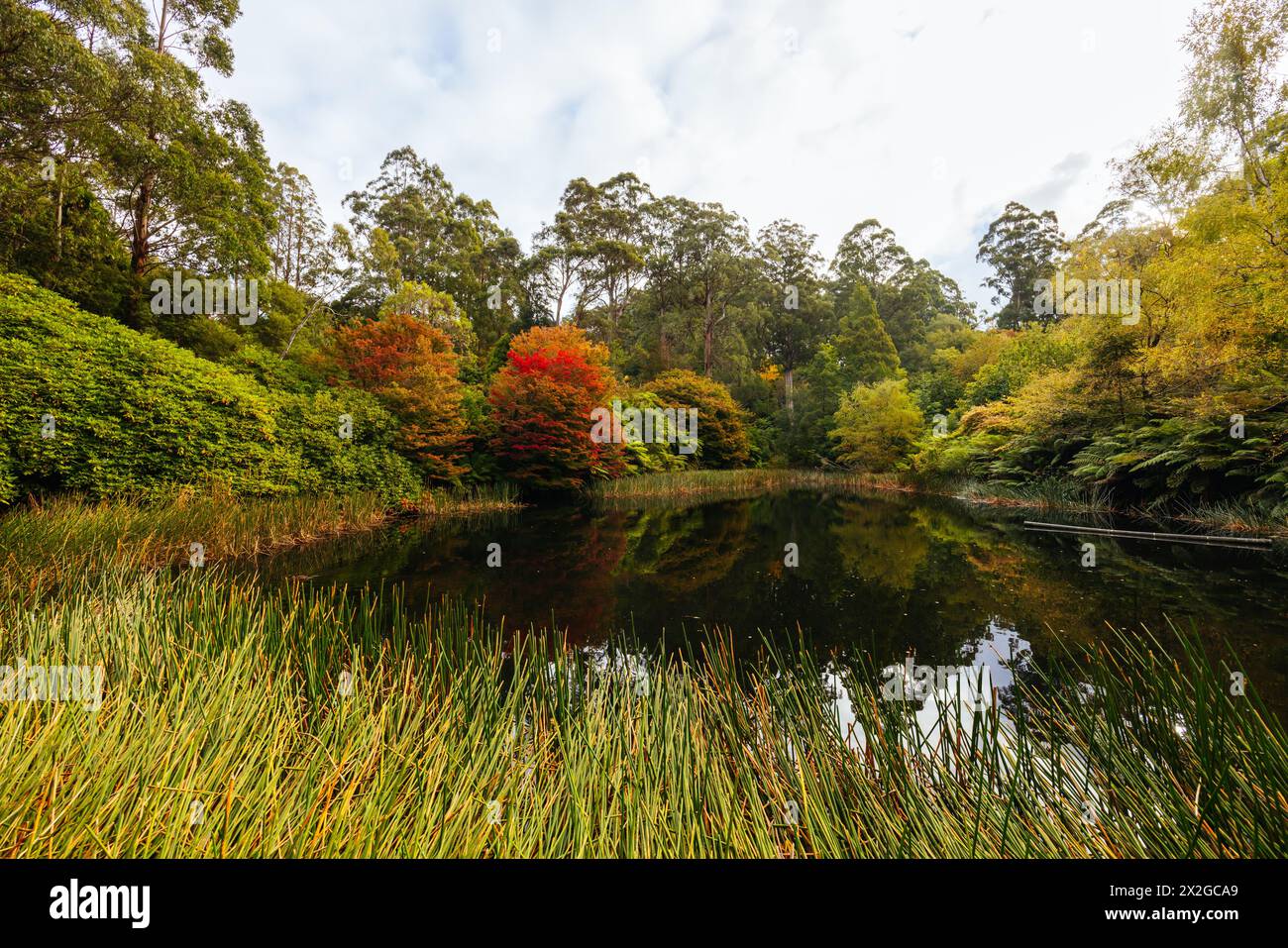Dandenong Ranges Botanic Garden in Olinda Australia Stock Photo - Alamy