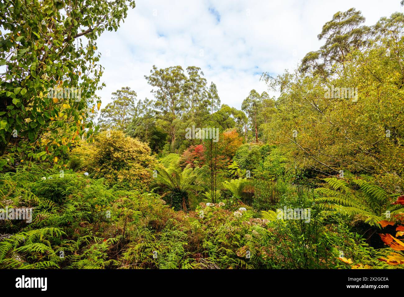 Dandenong Ranges Botanic Garden in Olinda Australia Stock Photo - Alamy
