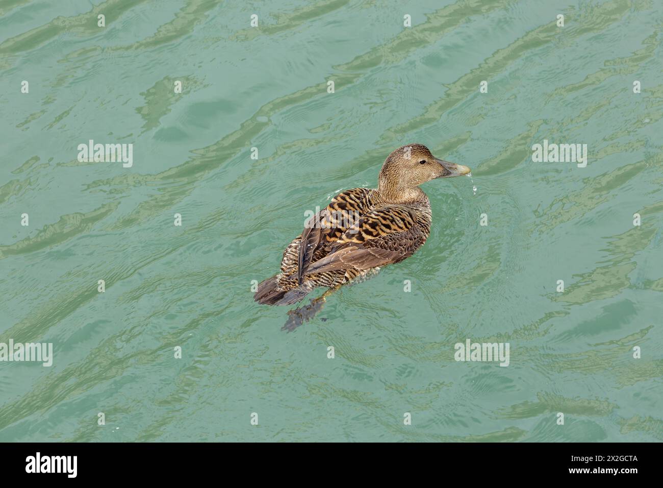 A female common eider duck (Somateria mollissima) swimming Stock Photo ...