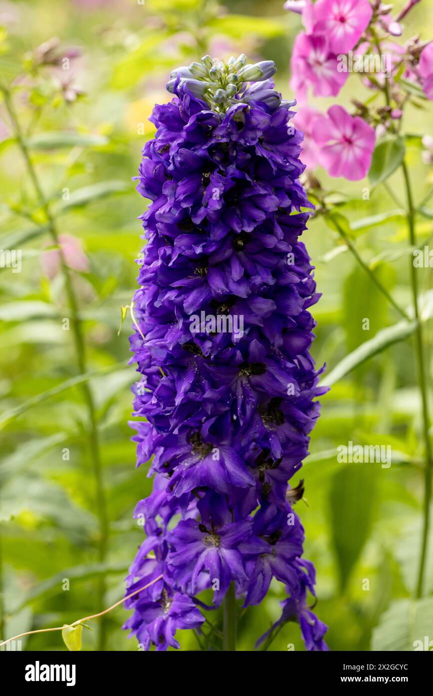 Double dark blue delphinium flower as a beautiful natural background ...
