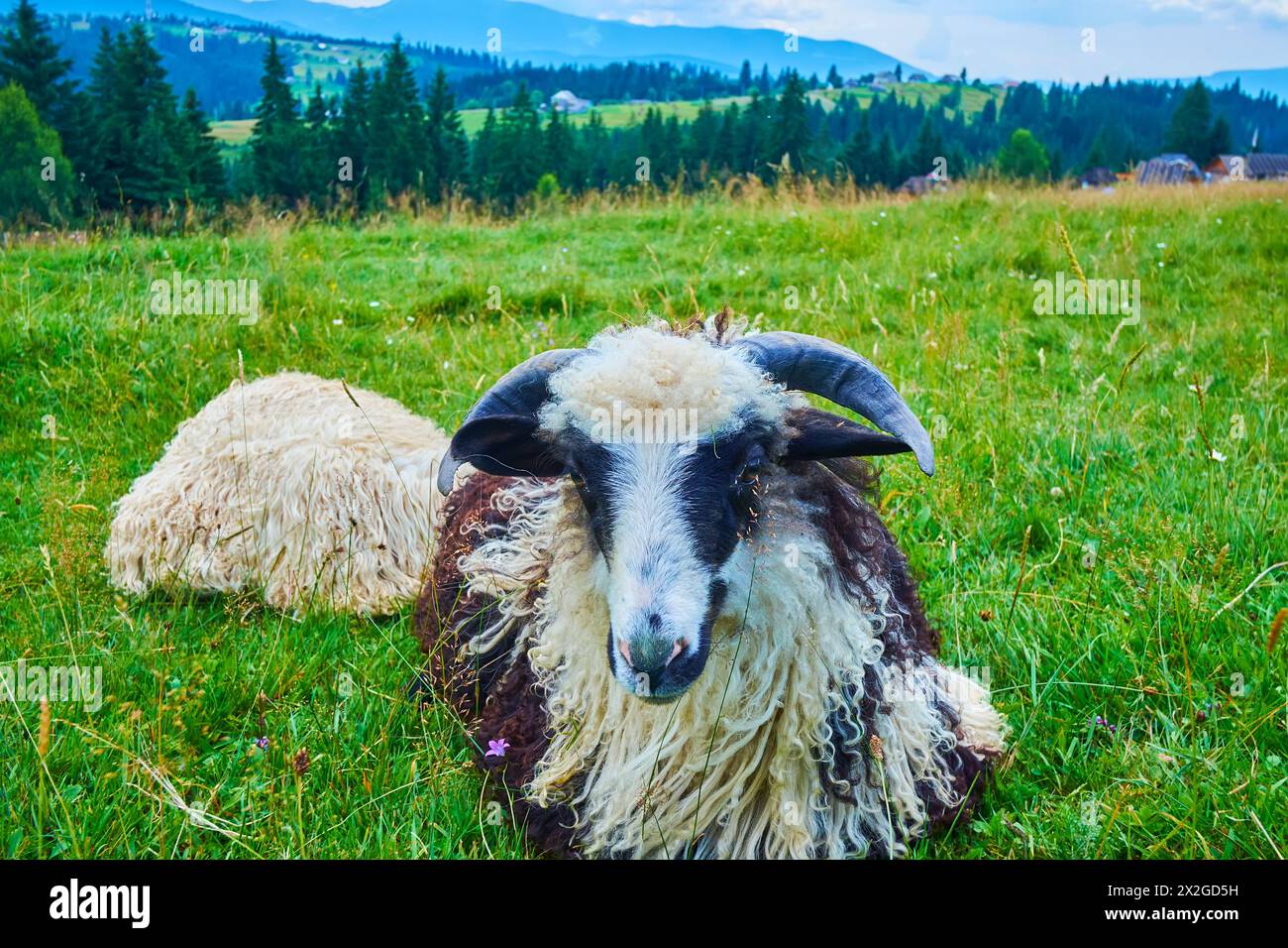 The sheep lies on the meadow against the mountain landscape ...