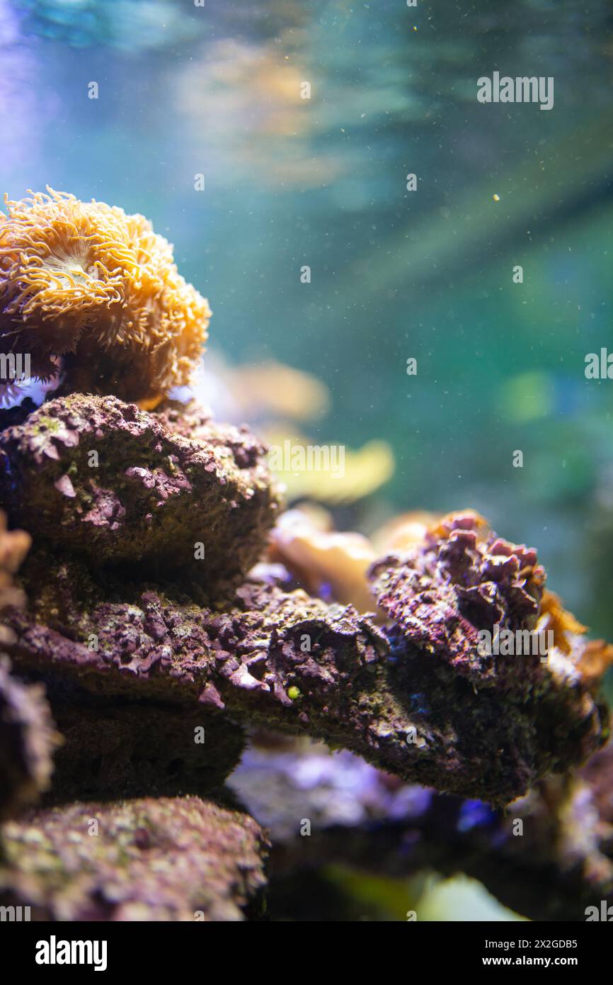 Colorful coral reef teeming marine hi-res stock photography and images ...