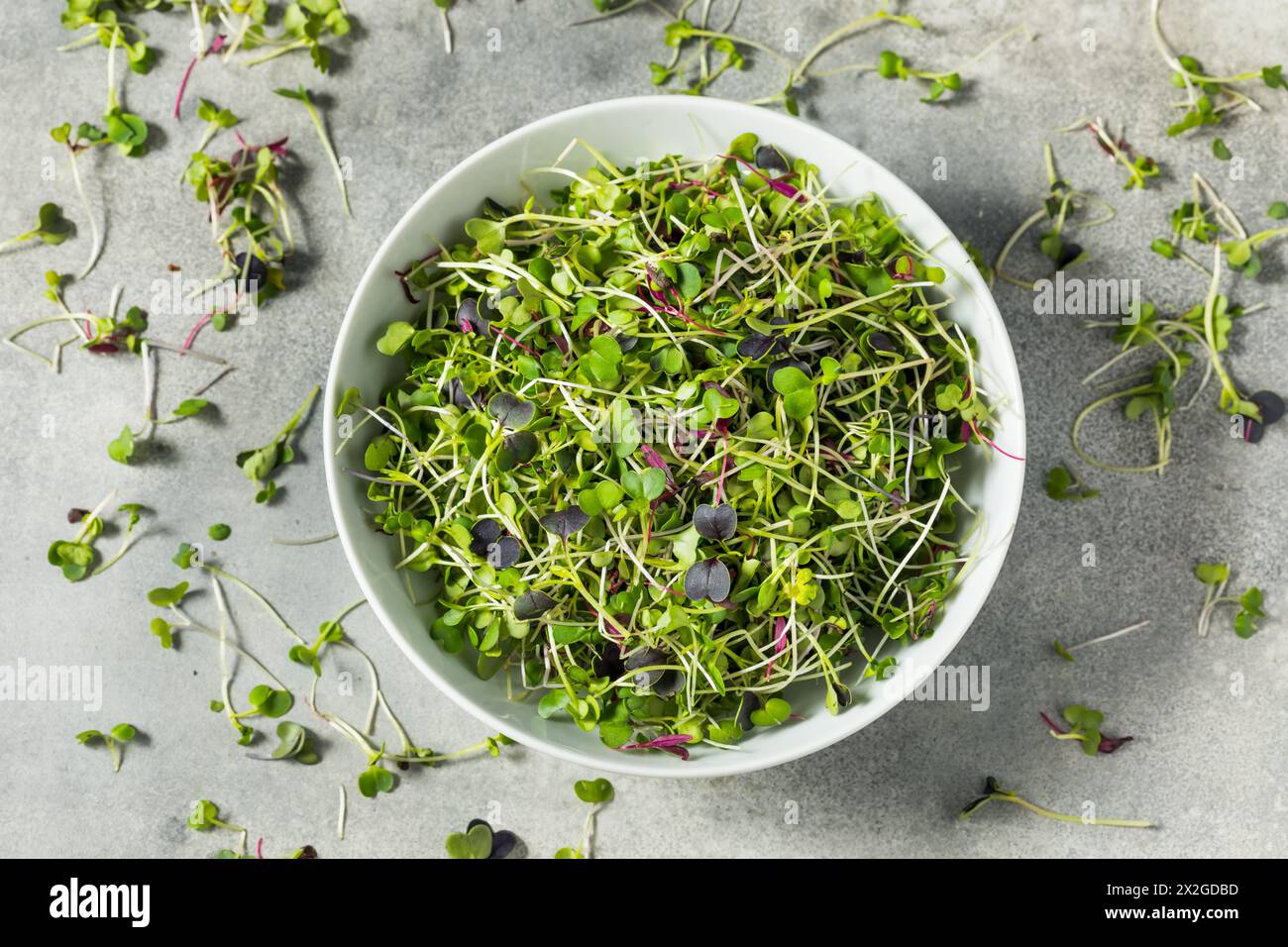 Green Organic Raw Microgreen Sprouts Ready to Eat Stock Photo - Alamy
