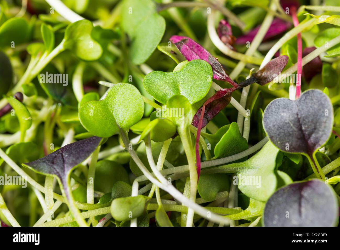 Green Organic Raw Microgreen Sprouts Ready to Eat Stock Photo - Alamy