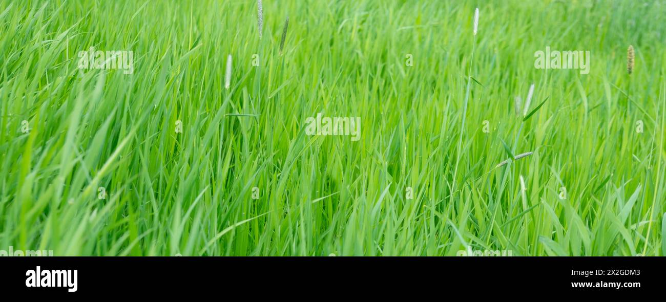 green fresh spring grass panorama, stormy weather, natural blurred ...