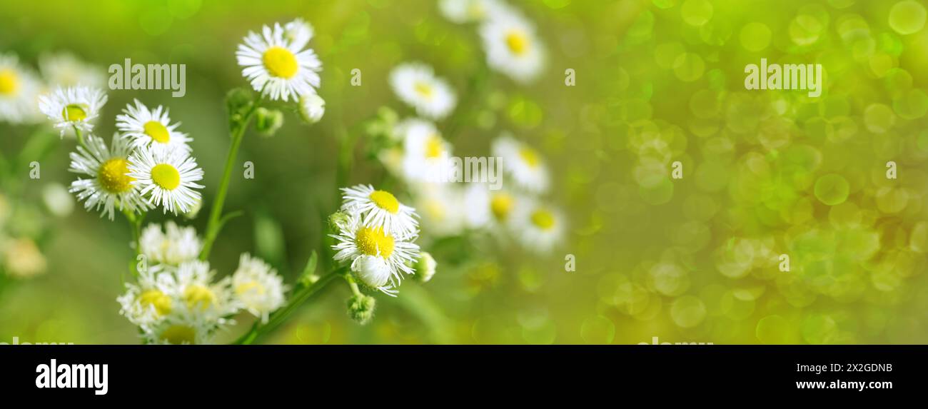 Wild Flower Matricaria Chamomilla, Matricaria Recutita, Chamomile in ...