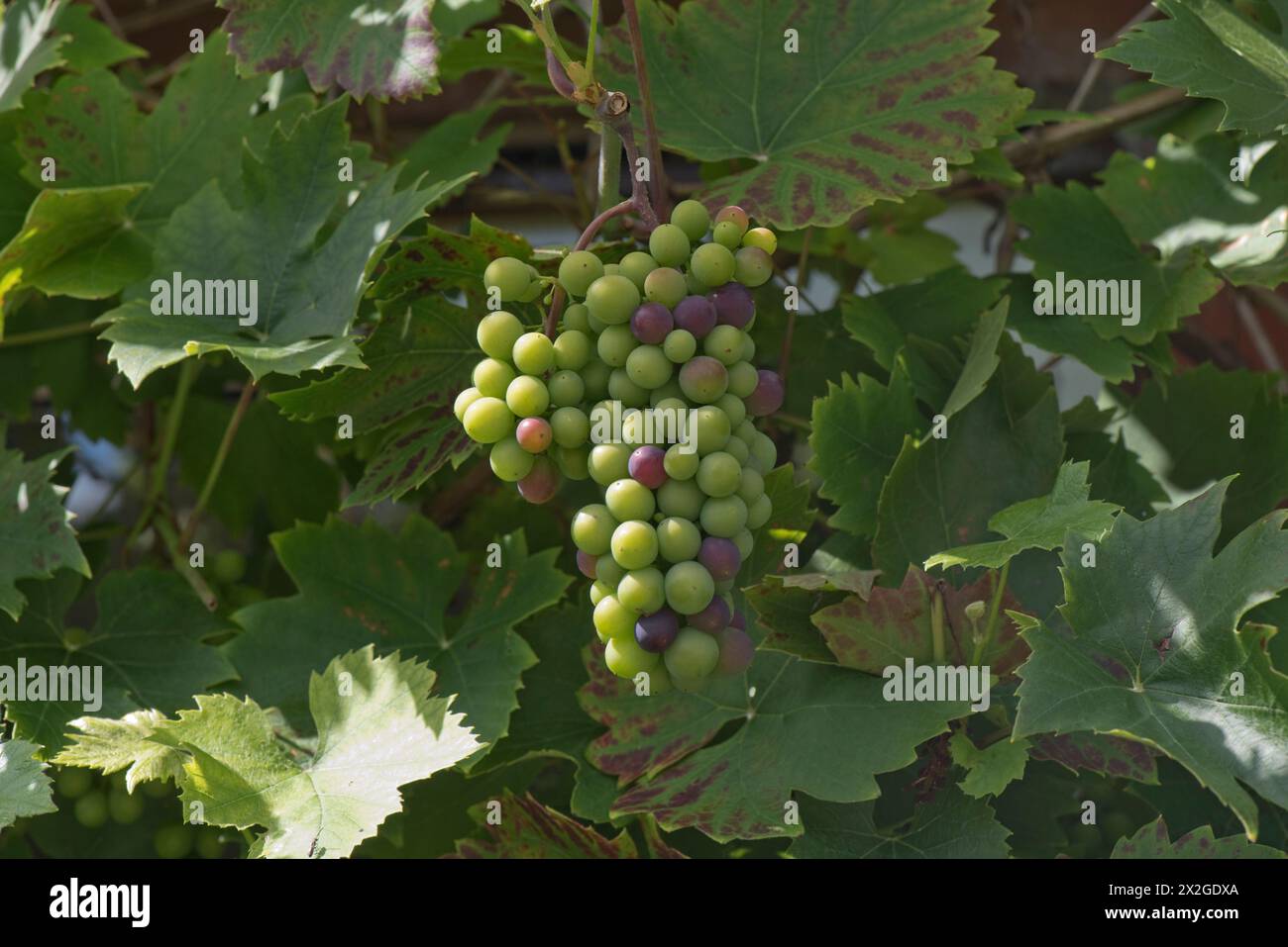 A bunch of grapes on a grapevine in an English garden swelling and ...
