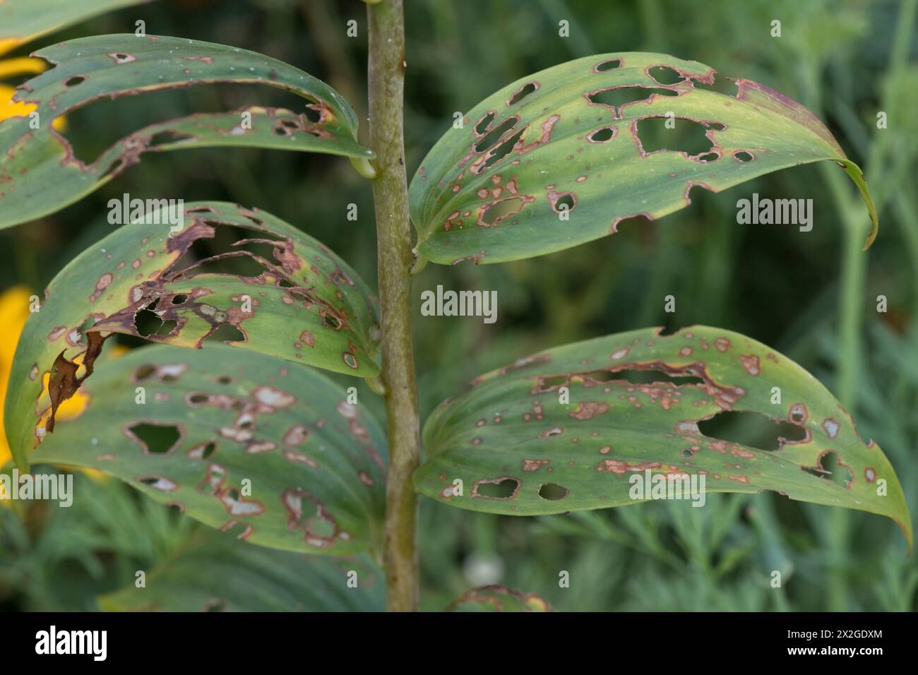 Lily beetle larvae adult hi-res stock photography and images - Alamy