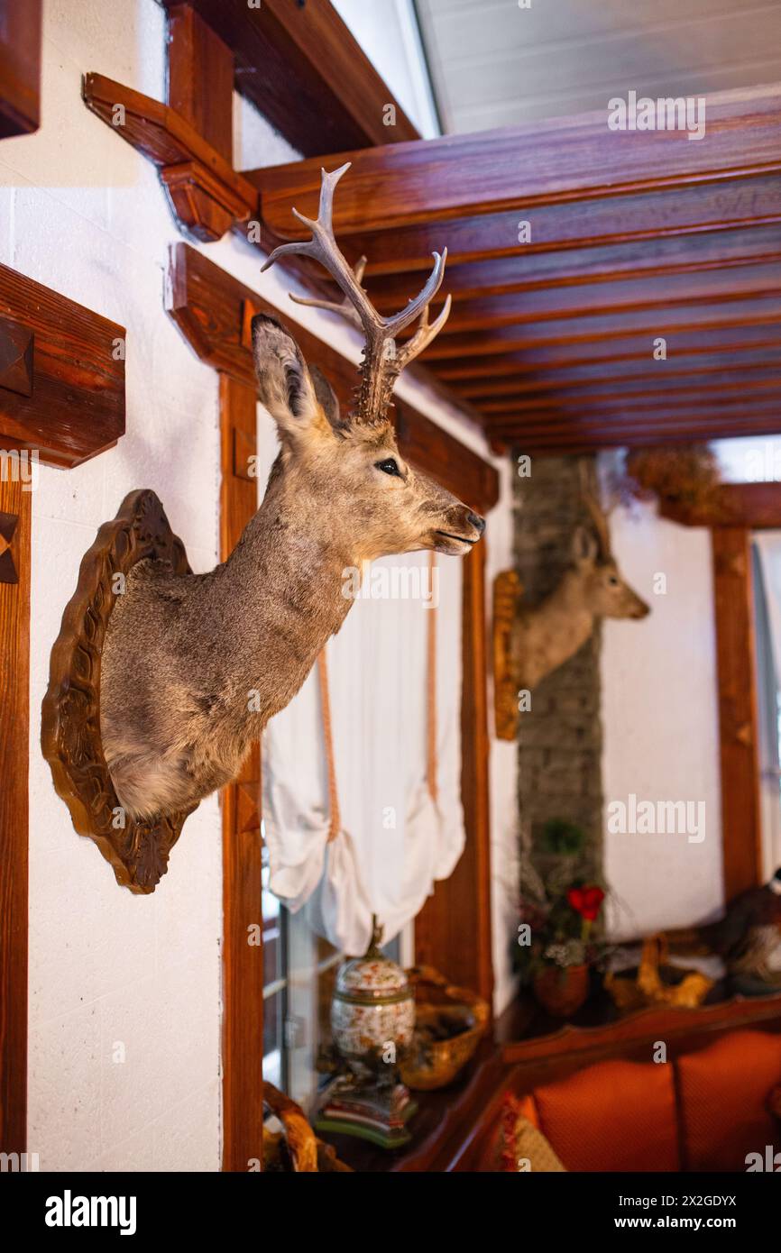 Animal head wall mount hi-res stock photography and images - Alamy