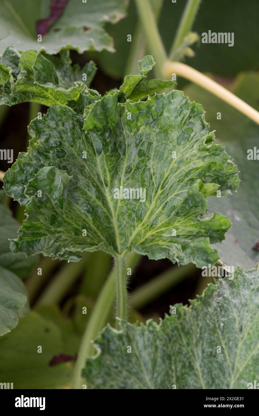 Distortion to pumpkin 'Atlantic Giant' leaves caused by infection of a ...