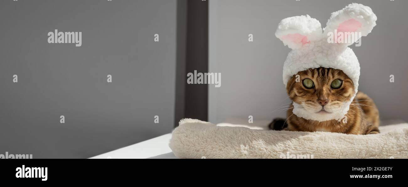 Funny Bengal cat dressed as an Easter bunny. Cat in a headband with ...