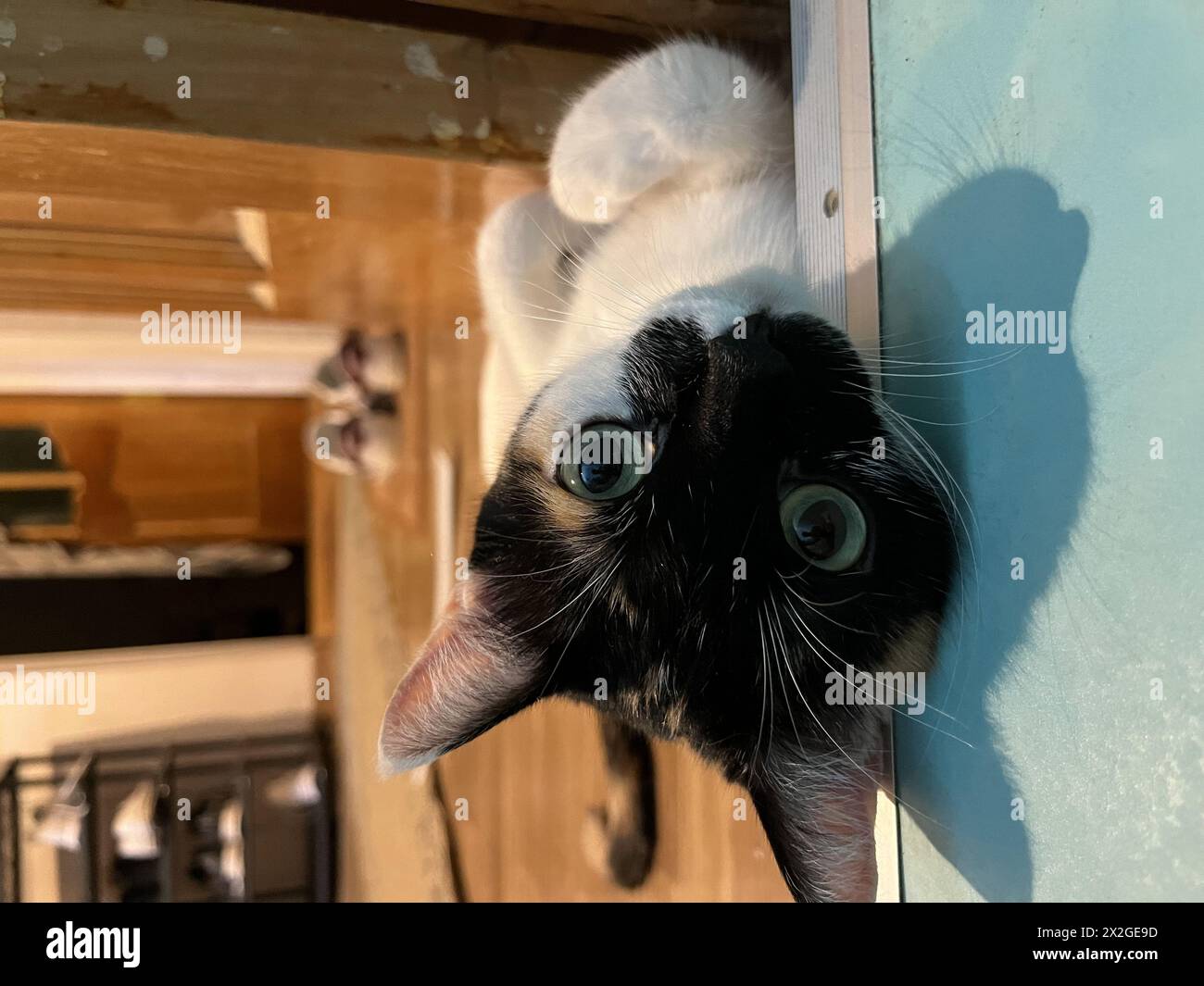 A cute and funny calico cat with wide eyes playfully hangs upside down ...