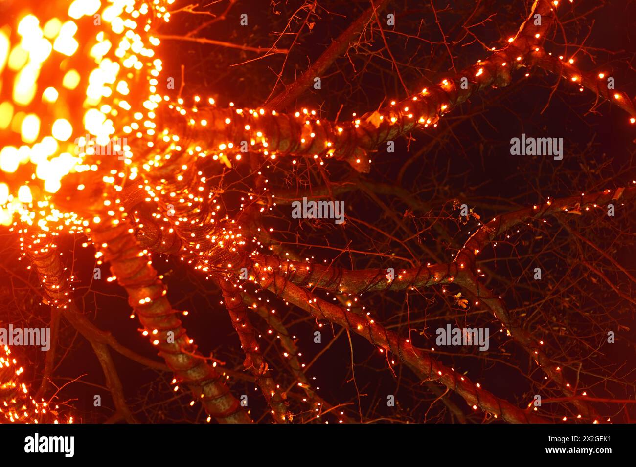 sloppy branches of tree with many decorative red lights at night Stock ...