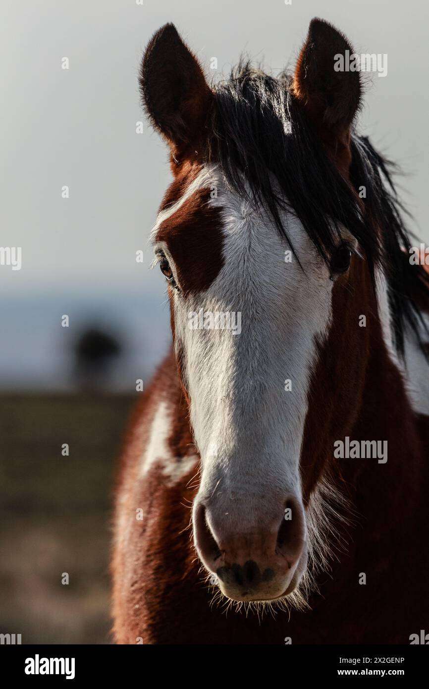 The Onaqui Mountain wild horse herd have a slight to moderate build and ...