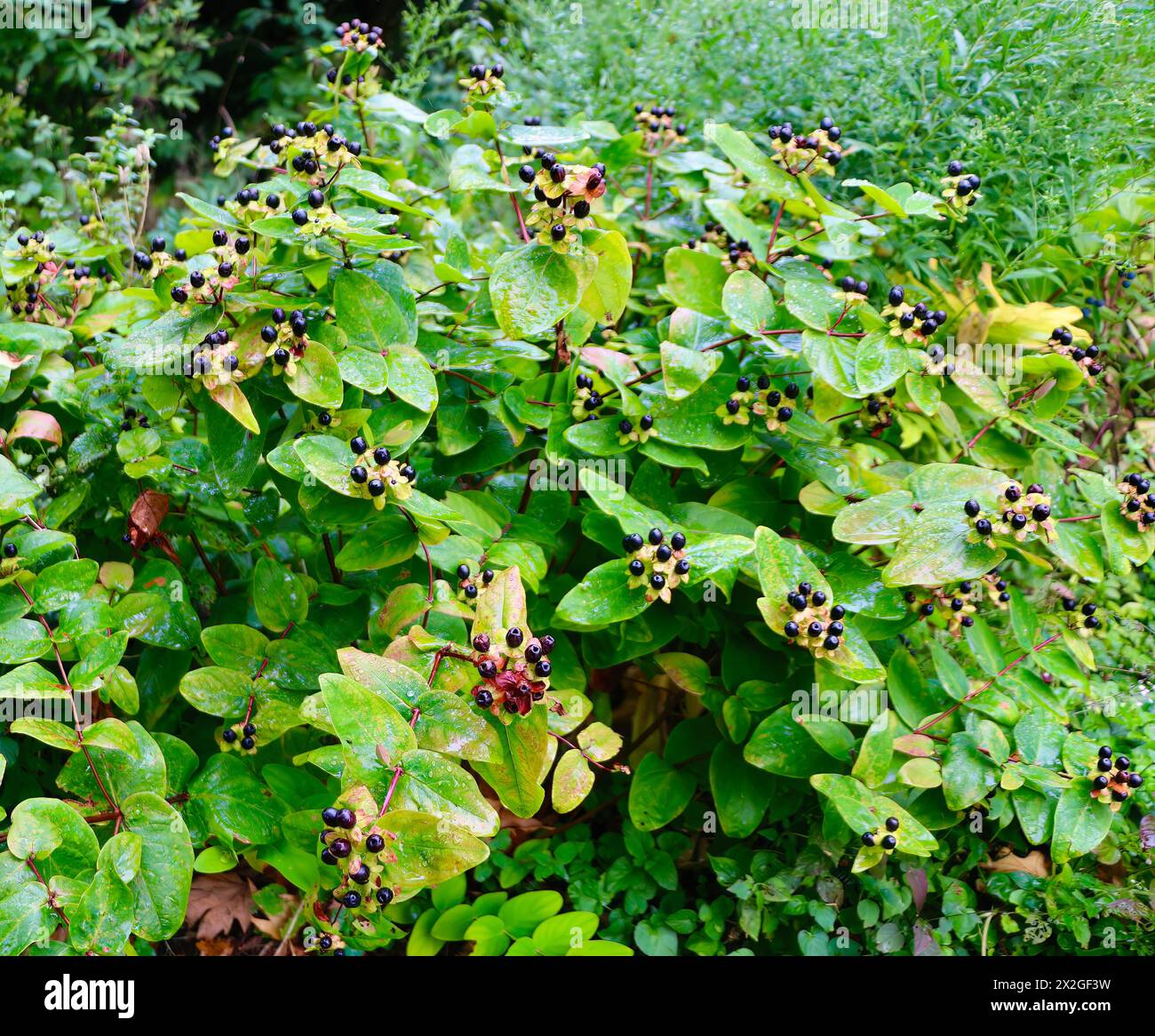 Tutsan hypericum flowering plant hi-res stock photography and images ...