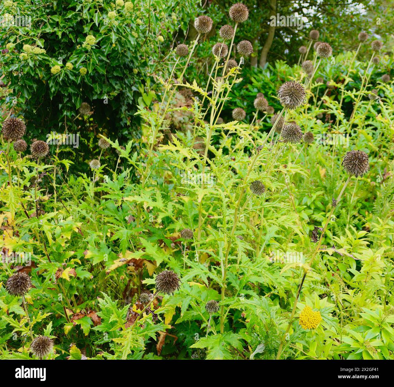 Perennial herb Russian globe thistle plant Echinops exaltatus Stock ...