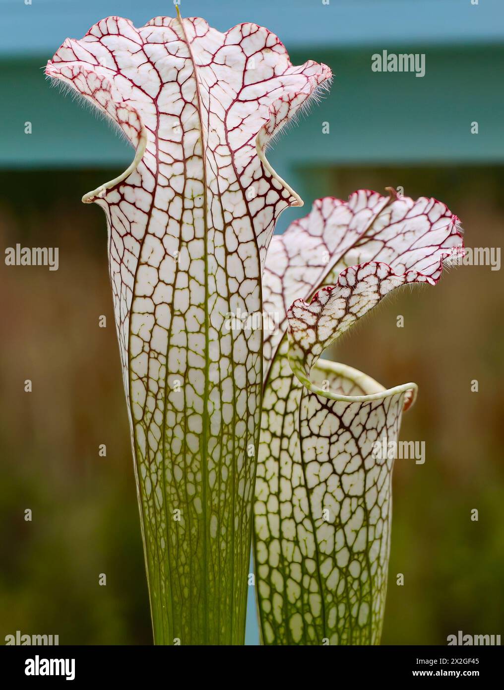 White pitcher plant Sarracenia Leucophylla close up Stock Photo - Alamy