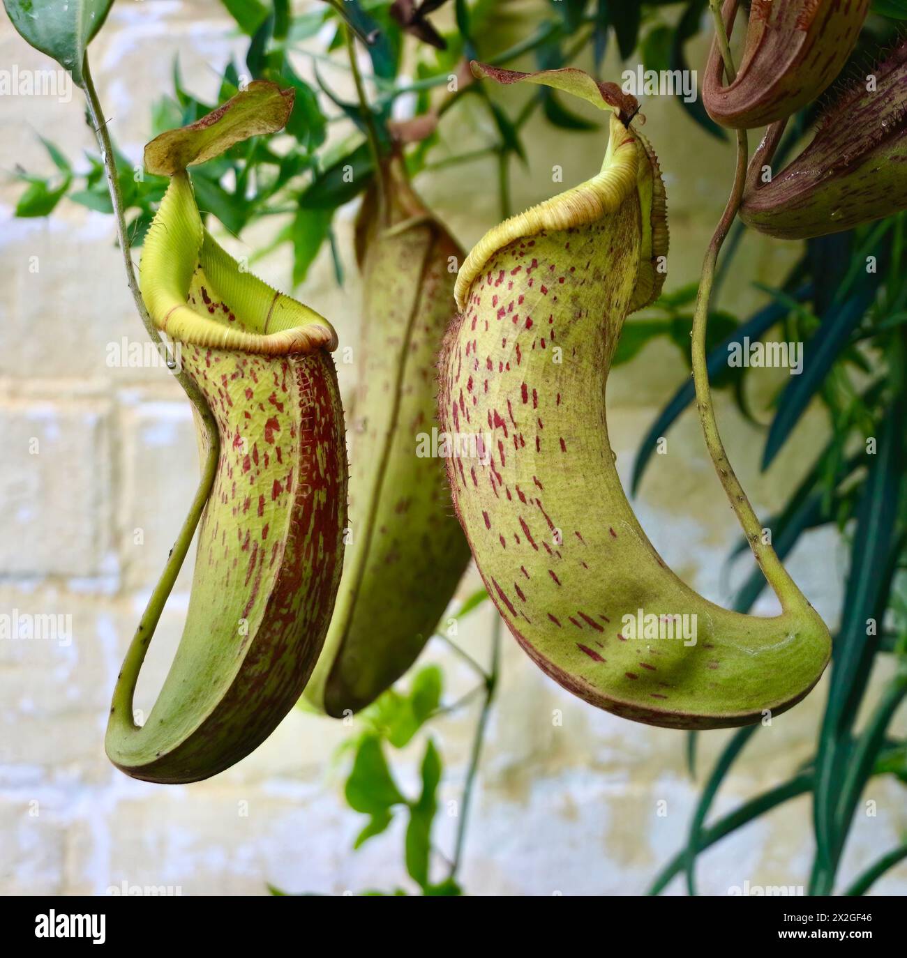 Tropical pitcher plant Nepenthes hanging pitfall traps close up Stock ...