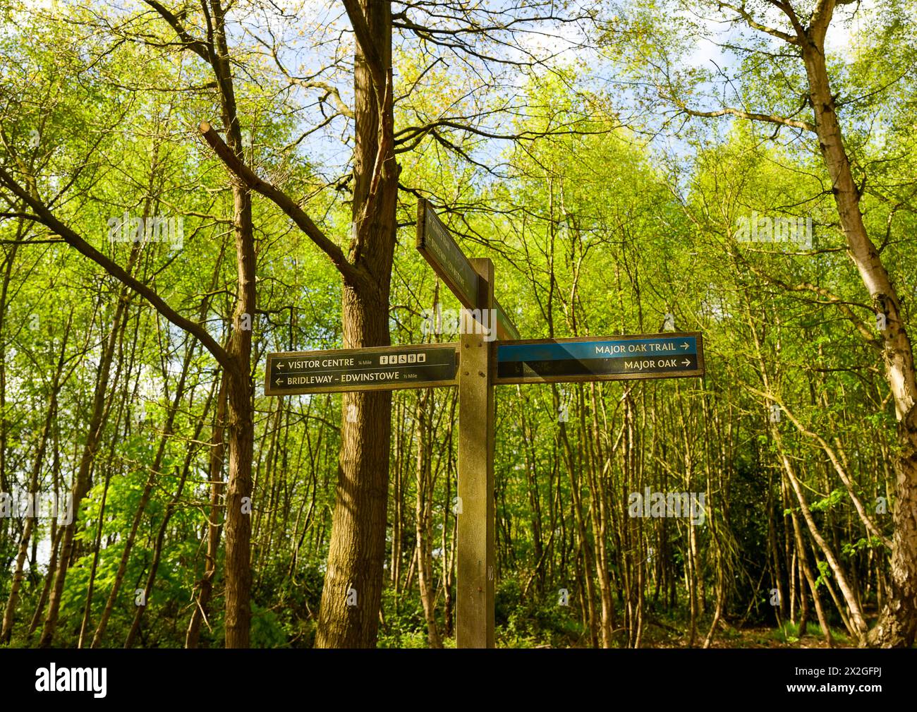 Major oak tree hi-res stock photography and images - Alamy