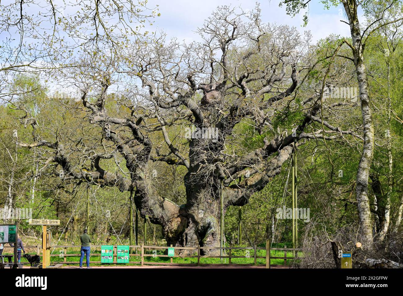 The Major Oak Tree at Sherwood Forest, surrounded by metal supports on ...