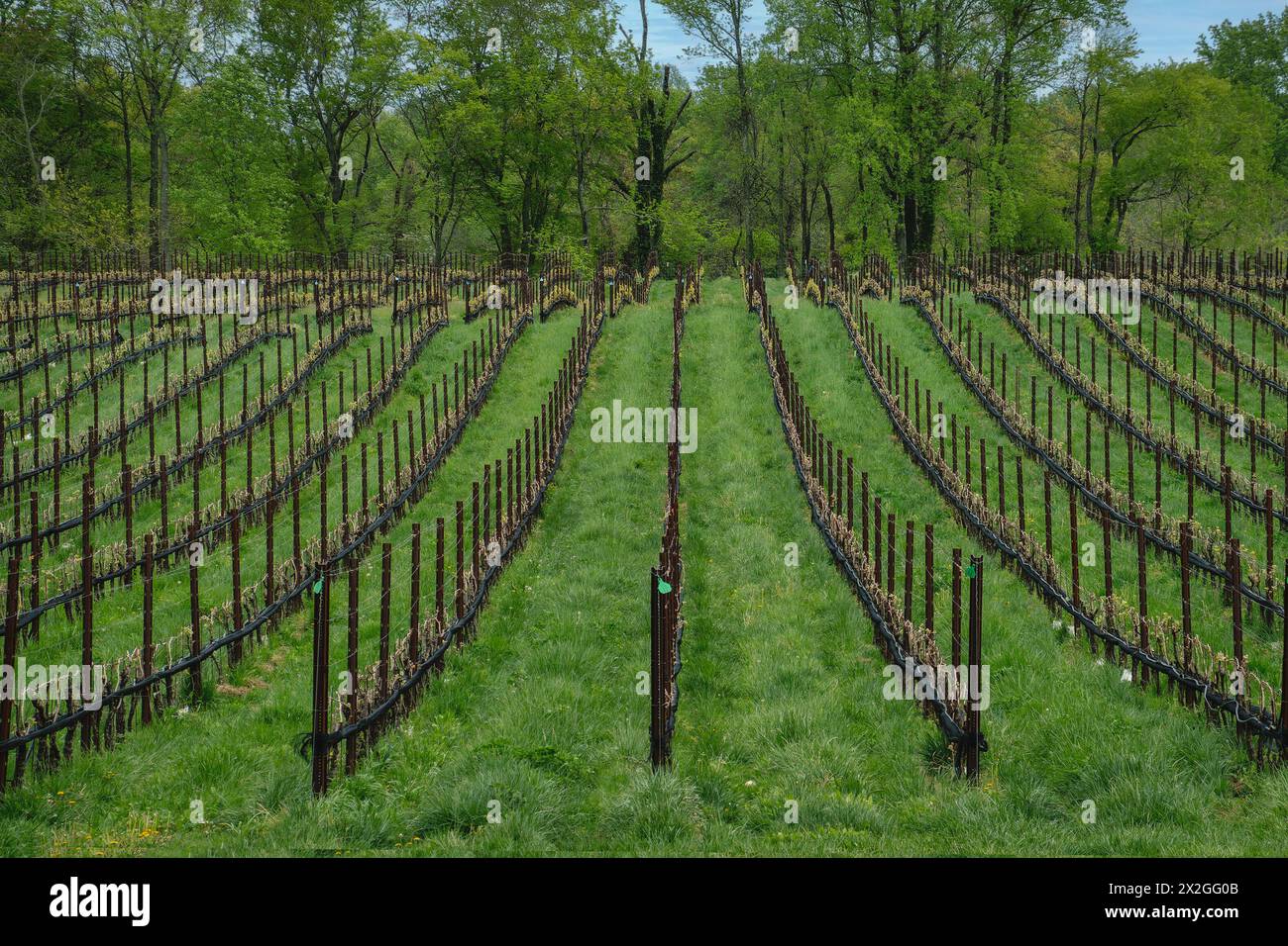 Organized in neat rows hi-res stock photography and images - Alamy