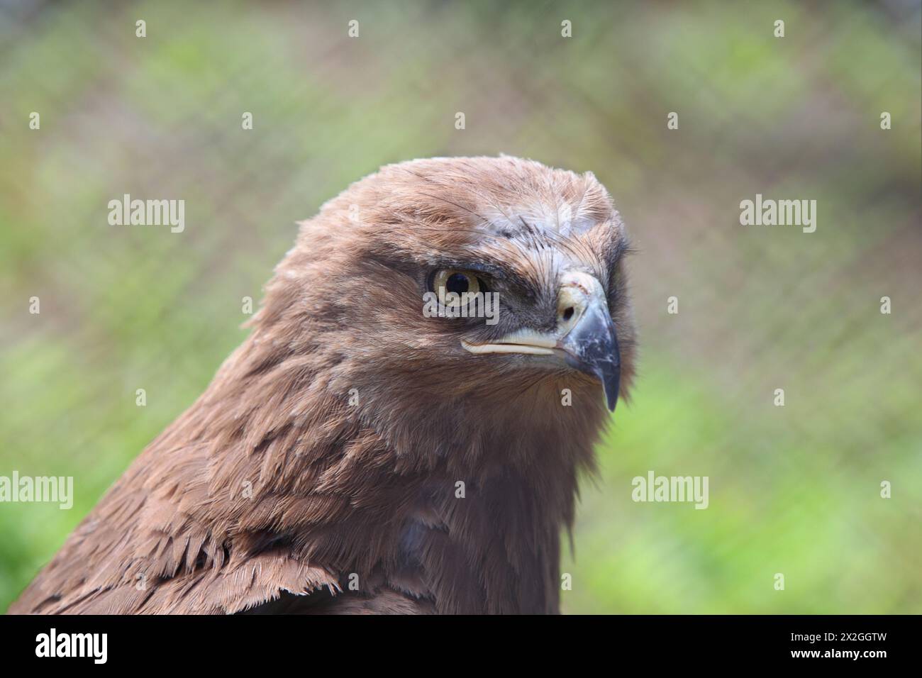 Predatory threat hi-res stock photography and images - Alamy