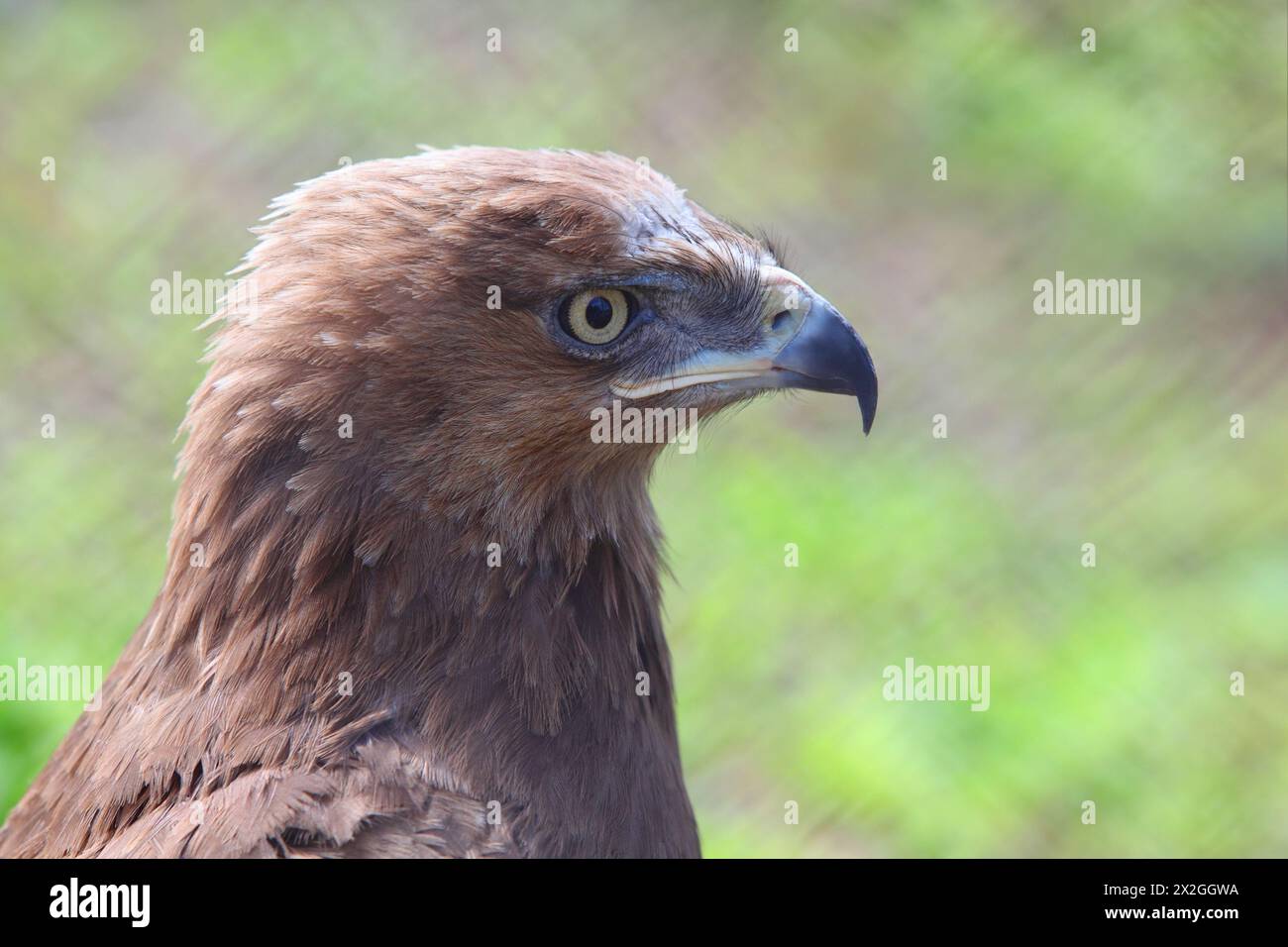 Predatory profile hi-res stock photography and images - Alamy
