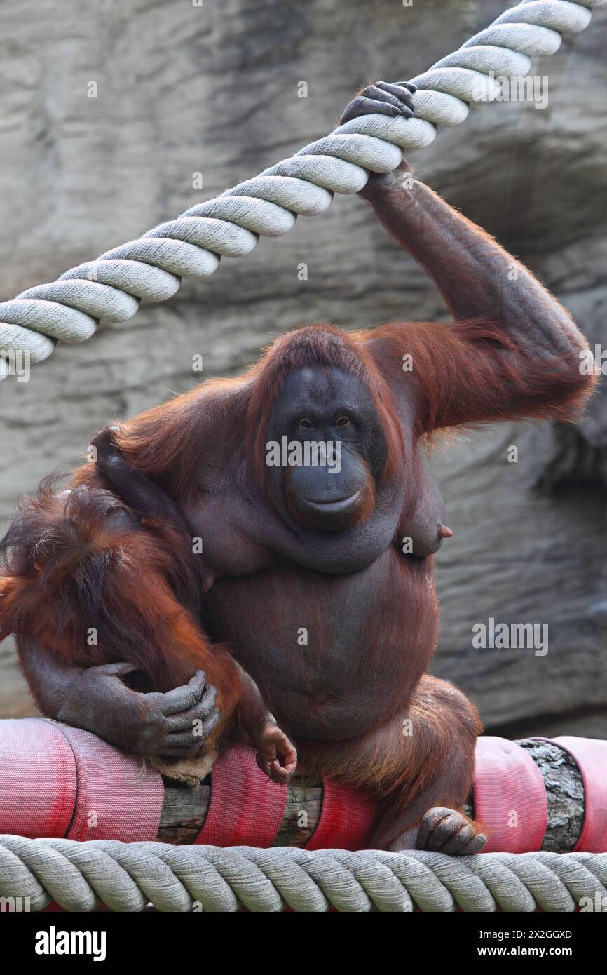 Large female animal orang-outang sits on log and hold of baby on hands ...