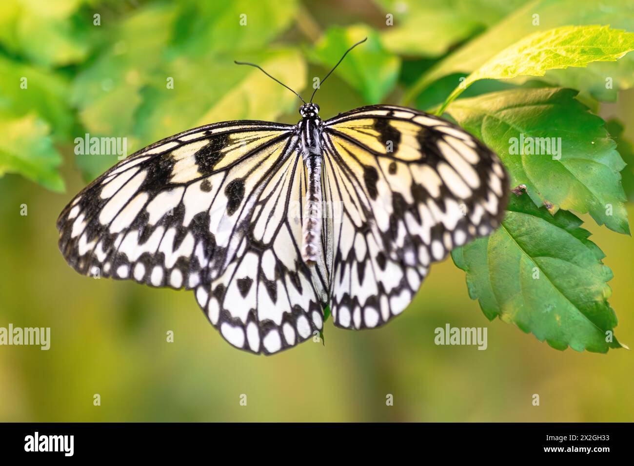 Paper Kite butterfly, (Idea leuconoe), resting on a green leaf, with ...