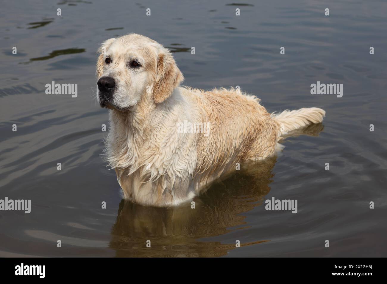 Wet large white dog standing in water and looks into distance Stock ...