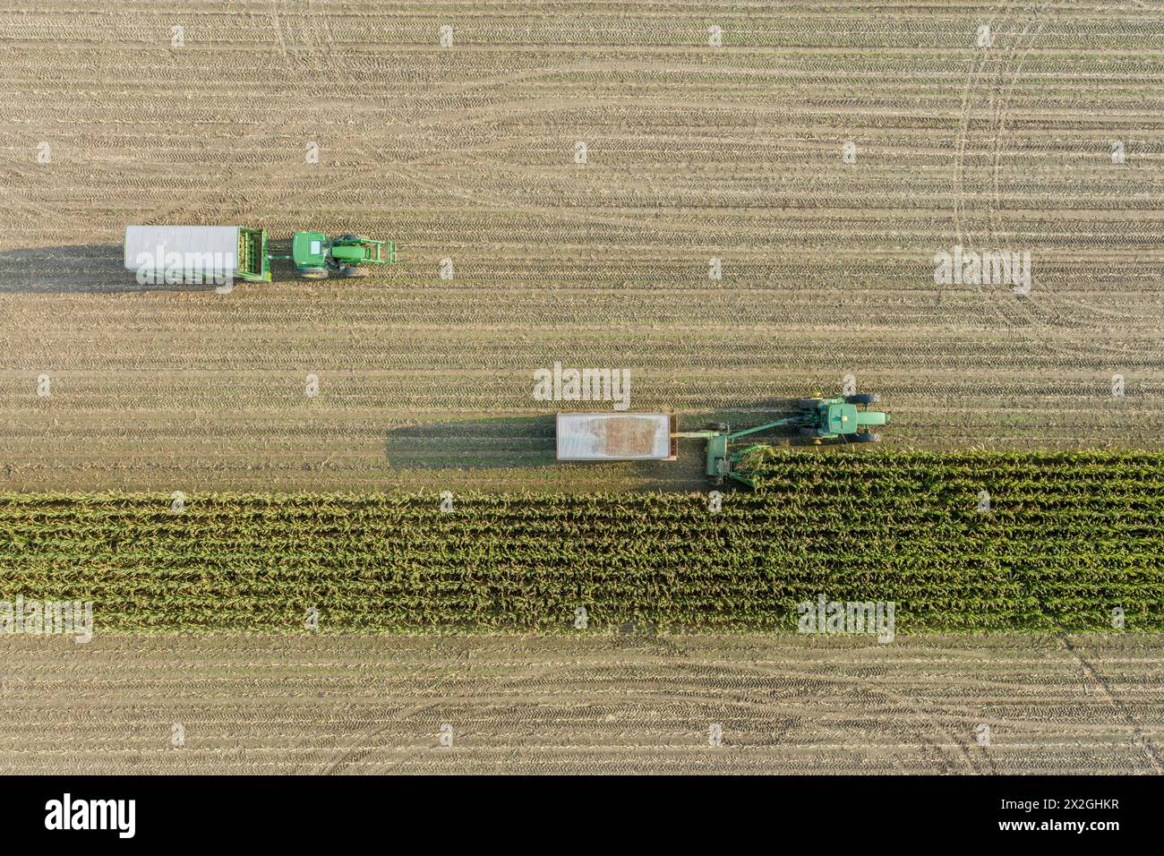 63801-24206 Aerial view of farmer cutting corn silage for cattle feed ...