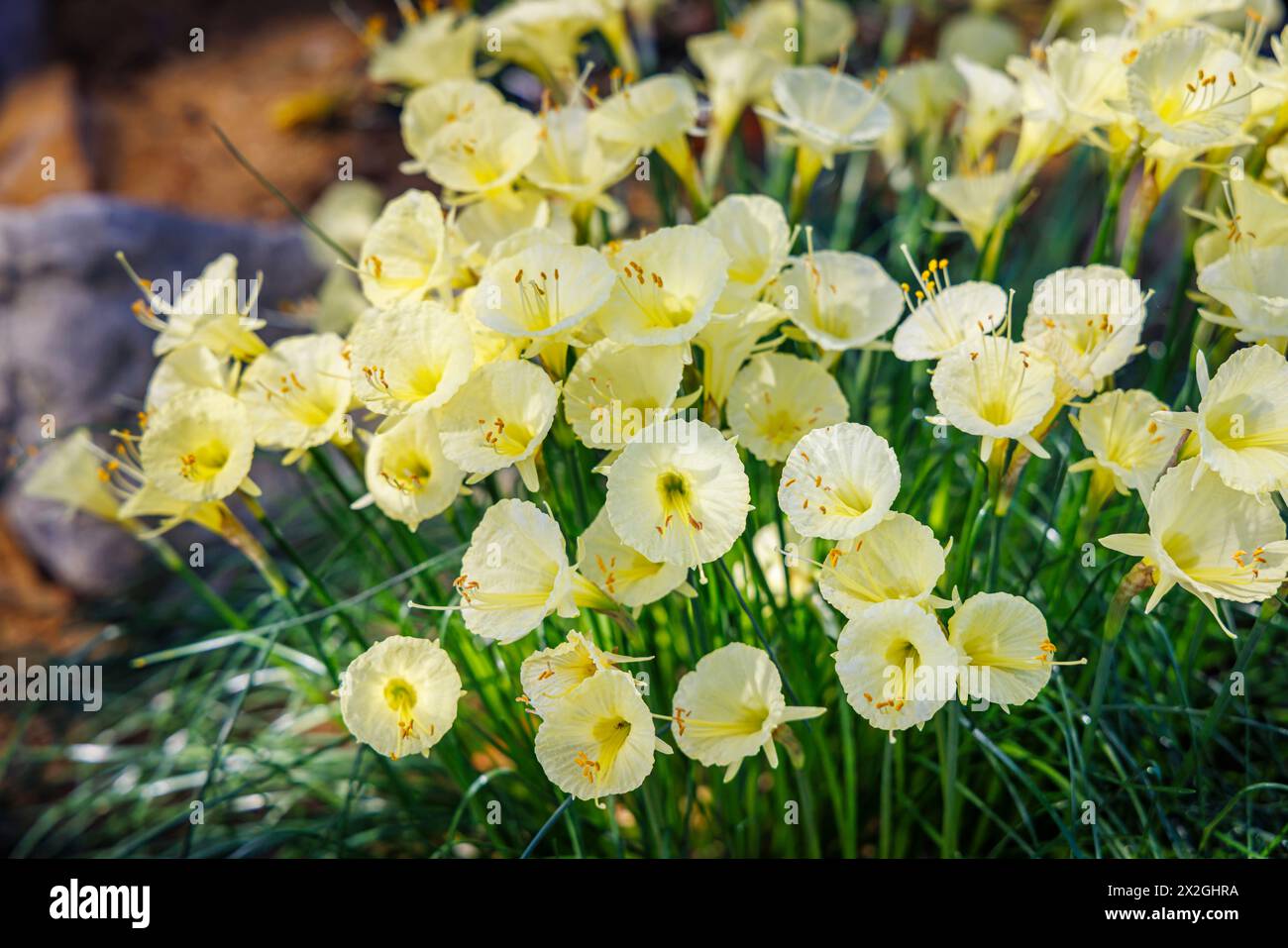 Pretty pale yellow hooped petticoat Narcissus romieuxii growing in a ...