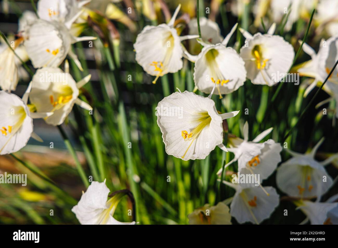 Yellowish cream hooped petticoat Narcissus romieuxii subsp, albidus var ...